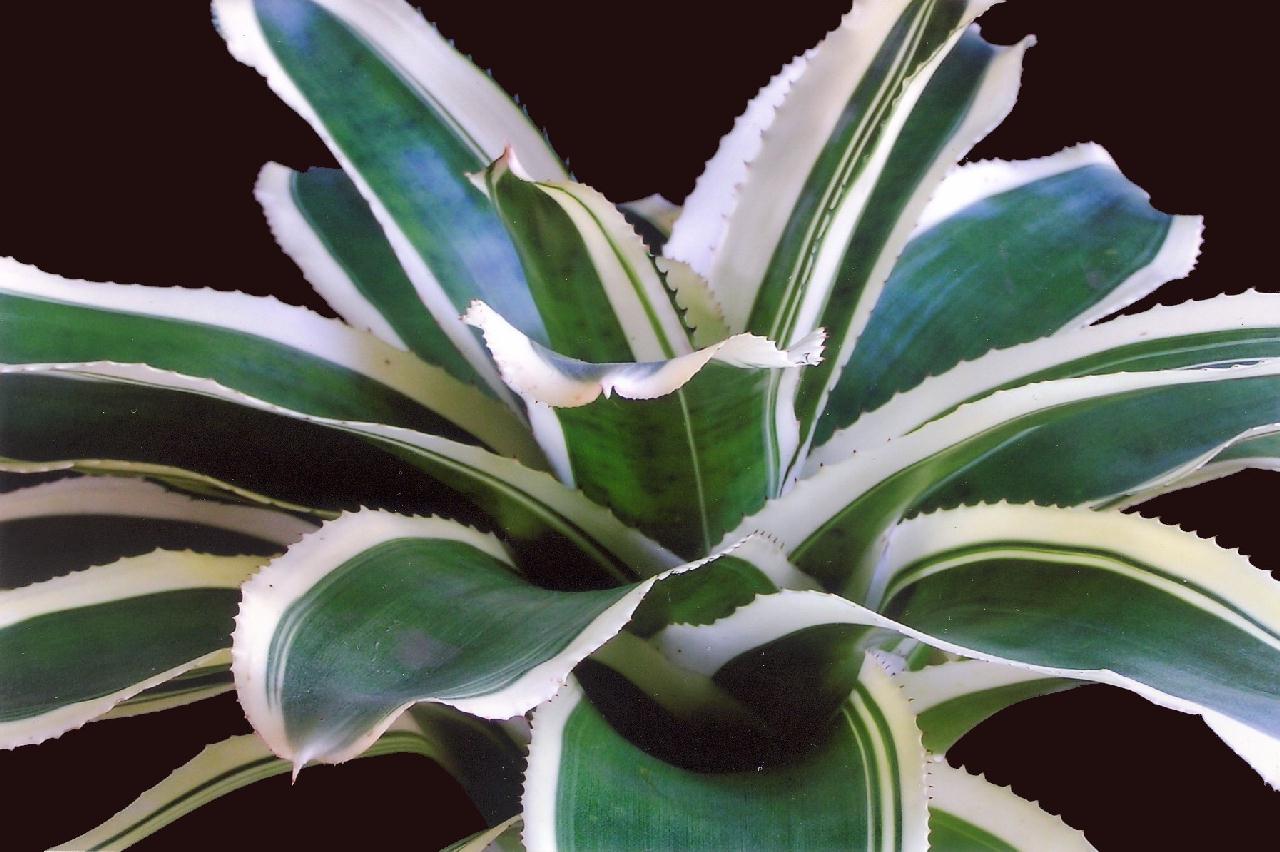 Bromeliads in Australia - carcharodon Bromeliads in Australia - carcharodon