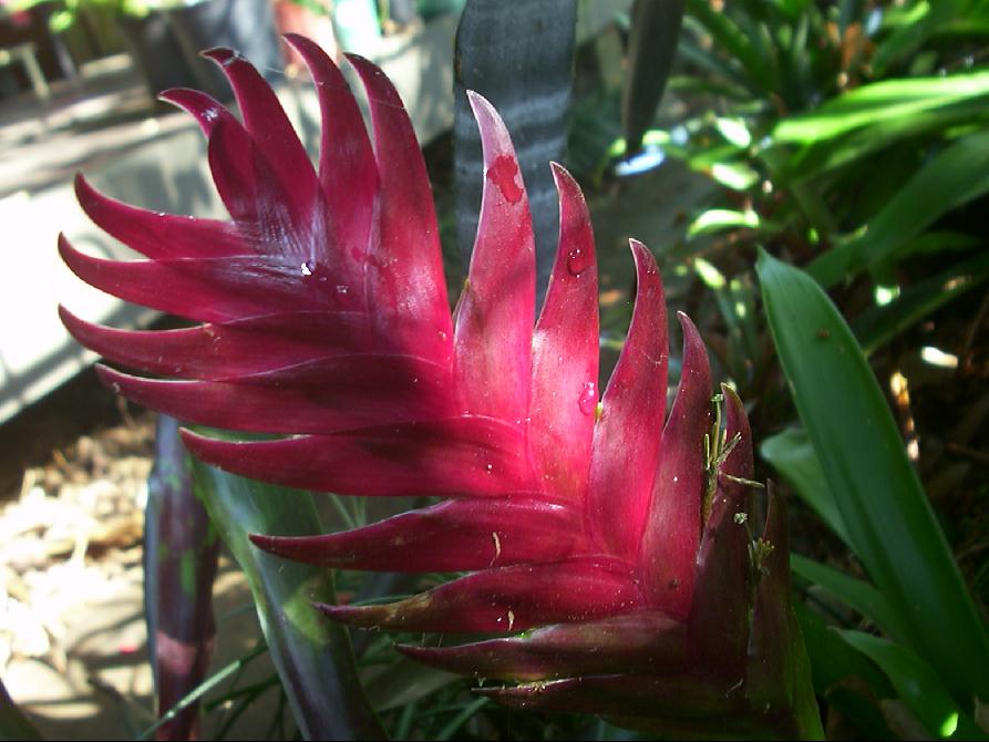 Bromeliads In Australia Purple Cockatoo