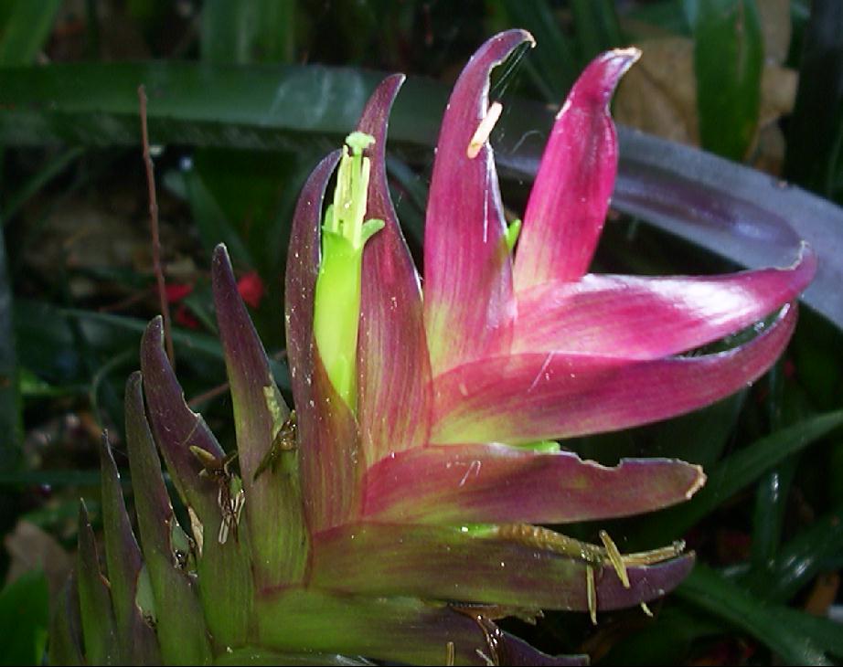 Bromeliads In Australia Purple Cockatoo