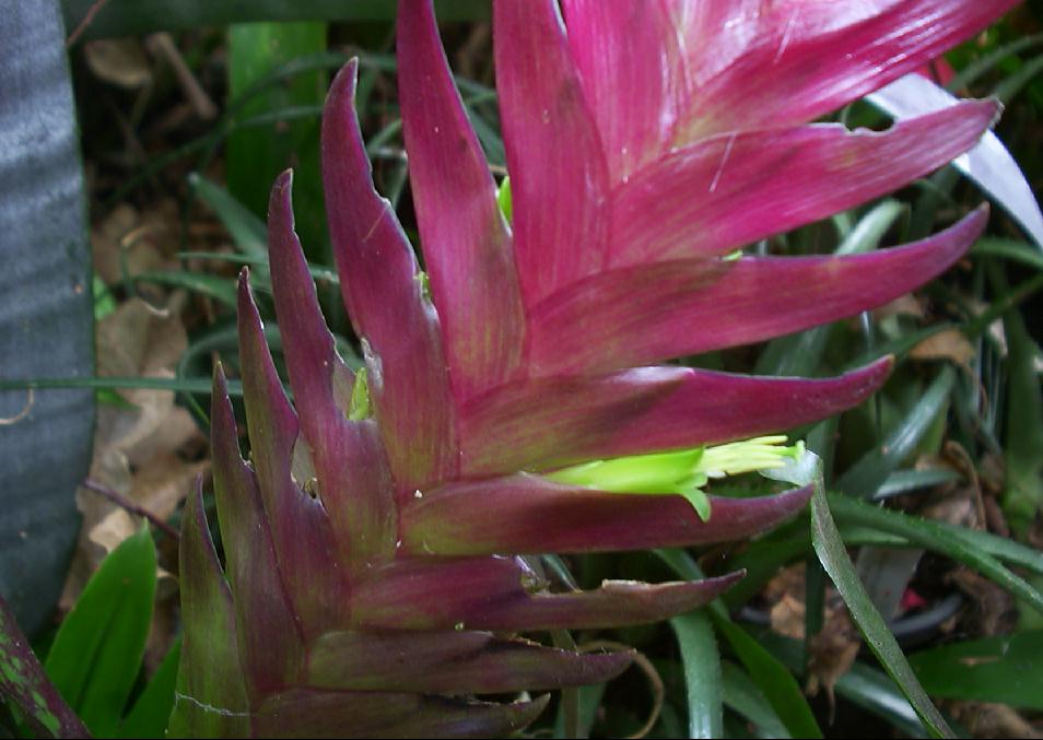 Bromeliads In Australia Purple Cockatoo